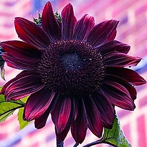 Chocolate Sunflower Seeds for Planting | 50 Pack of Seeds | Grow Exotic Chocolate Cherry Sunflowers | Rare Garden Seeds for Planting