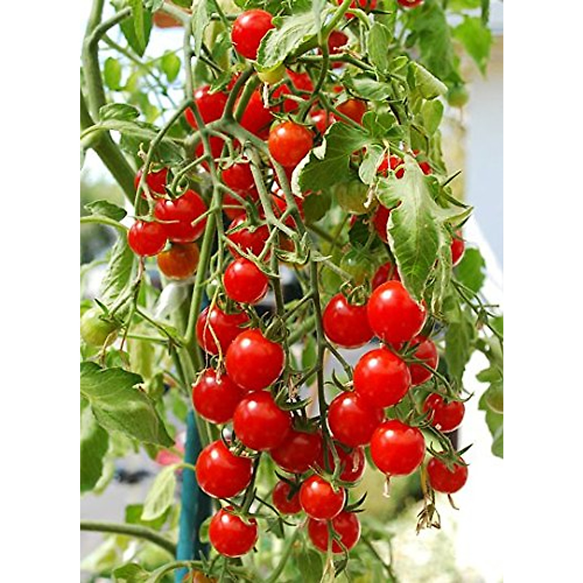 30+ Sweetie Cherry a.k.a. Sugar Sweetie Tomato Seeds, Heirloom Non-GMO, Extra Sweet, Heavy-Yielding, Indeterminate, Open-Pollinated, Delicious, from USA