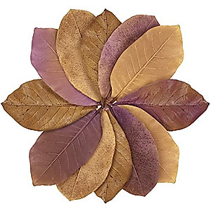 JOR 12 Pack Large 7"-9" Catappa Leaves for Hermit Crabs, Dried Indian Almond Leaves as Perfect Hiding Spot & Keep Humidity Levels in Aquarium Tank, Source of Delicious Treats, Helps Lowers Stress