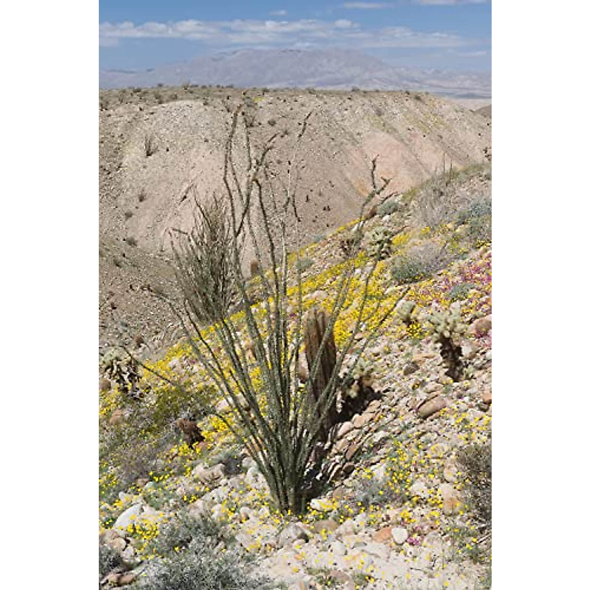 DesertUSA Desert Garden Seed Starter Kit