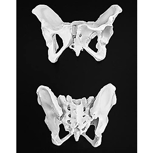 QWORK Life Size Female Hip Bone Pelvic Model, Female Pelvis Model, Including Two Hip Bones, Sacrum and 4/5 Lumbar Spine, Pelvic Skeleton Anatomical Model, for Science Studying