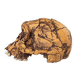 Homo Habilis KNM ER 1813 Skull (Teaching Quality Recreation)