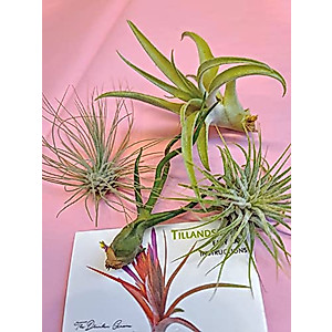 4 Live Air Plants, Hand Selected Assorted Variety of Species, Tropical Houseplants for Home Décor and DIY Terrariums (4-Pack)