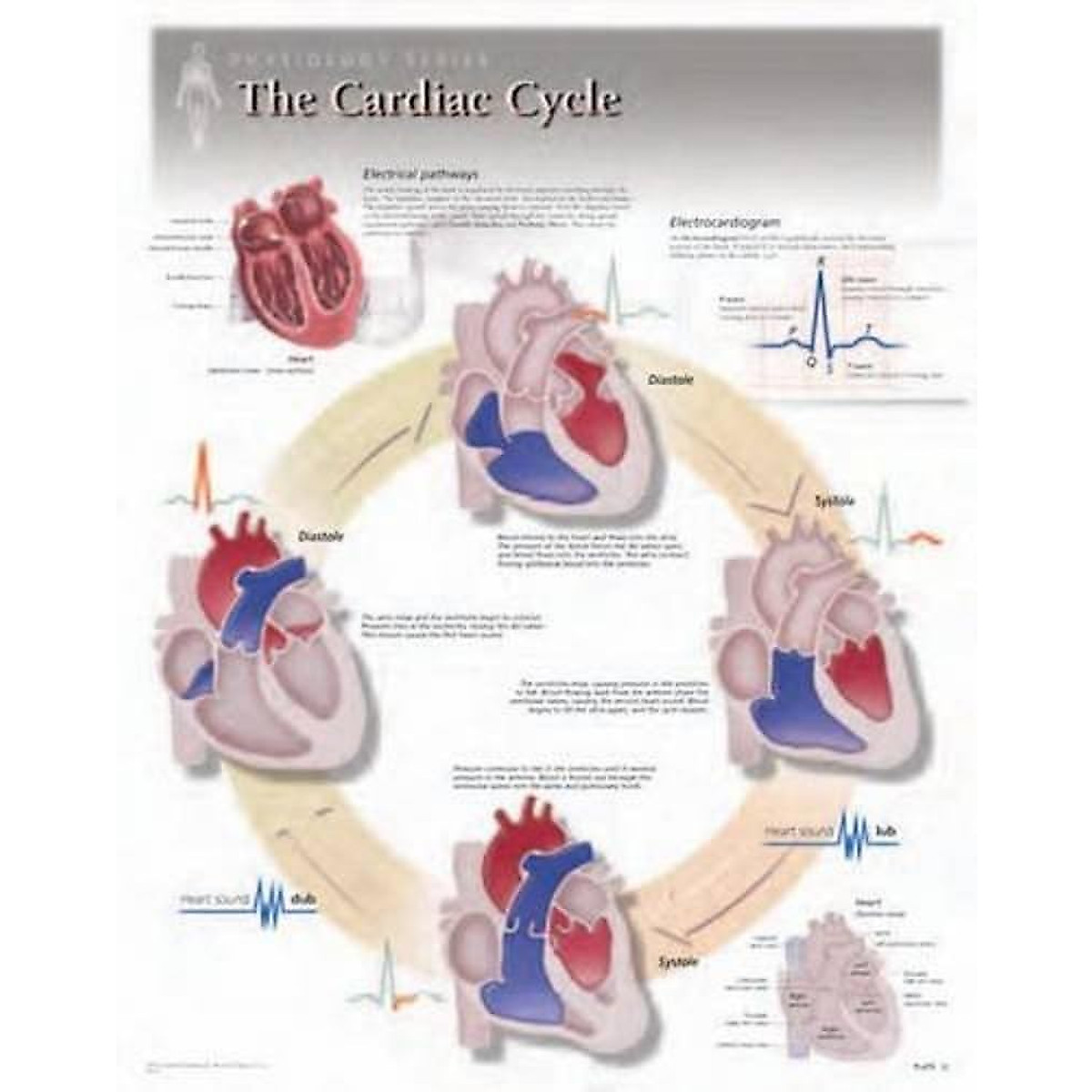The Cardiac Cycle Wall Chart: 8140