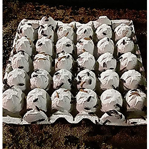 Josh's Frogs Mealworm and Superworm Culturing Bundle