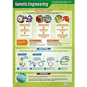 Daydream Education Genetic Engineering | Science Posters | Laminated Gloss Paper measuring 33” x 23.5” | STEM Charts for the Classroom | Education Charts