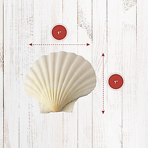Maine Man Natural Baking Shells, 4-Inches, Set of 12
