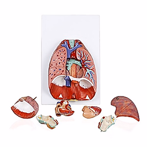 Jackson Global JS00091 Human Respiratory System | Life Size | Includes 7 Removable Parts