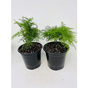 Two Fern Leaf Plumosus Asparagus Fern 4.5" Unique Design Pot - Easy to Grow - Great Houseplant from Jm Bamboo