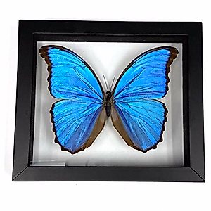 REAL BUTTERFLY MORPHO DIDIUS INSECT TAXIDERMY FRAME WITH DOUBLE SIDE GLASS FRONT