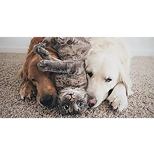 cat Skin Irritation - Pets Turmeric with Organic Coconut Oil - Dogs and Cats - Added Hemp Oil Extract - Powerful - Dog Hemp Hip and Joint Supplement - 2 Bottles (240 Treats)