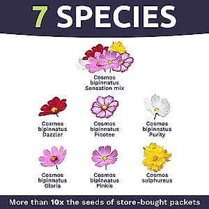 Cosmos Seeds Wildflower Mixture - Bulk 1 Ounce Packet - Over 5,000 Seeds - Pink, Yellow, Orange, Red, Purple and White Mixed Species!