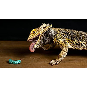 Hornworm Habitat (24-30 per Cup) - Single Habitat