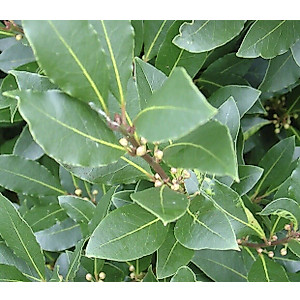 2 Live Plants Laurus Nobilis Bay Leaf Tree Bay Laurel Or Sweet Bay Plant 5 to 6 in Tall