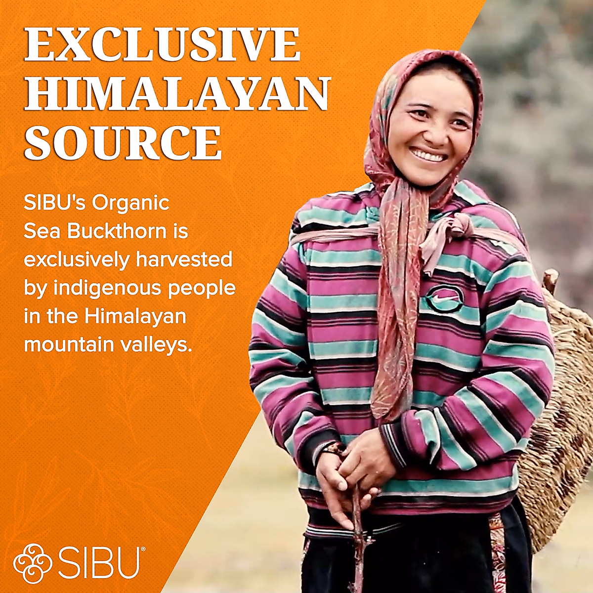 sibu Sea Buckthorn Soap, Cleansing Face & Body Bar with Citrus Scent (3-Pack) – Moisturizes Skin, Reduces Redness and Blemishes, and Calms Sensitive Skin