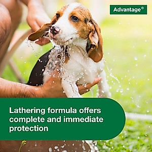 Advantage Dog Flea & Tick Shampoo for Puppies & Adult Dogs | Kills Fleas & Ticks | 8 oz.