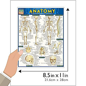 Anatomy - Reference Guide (8.5 x 11): a QuickStudy reference tool (Quickstudy Academic)