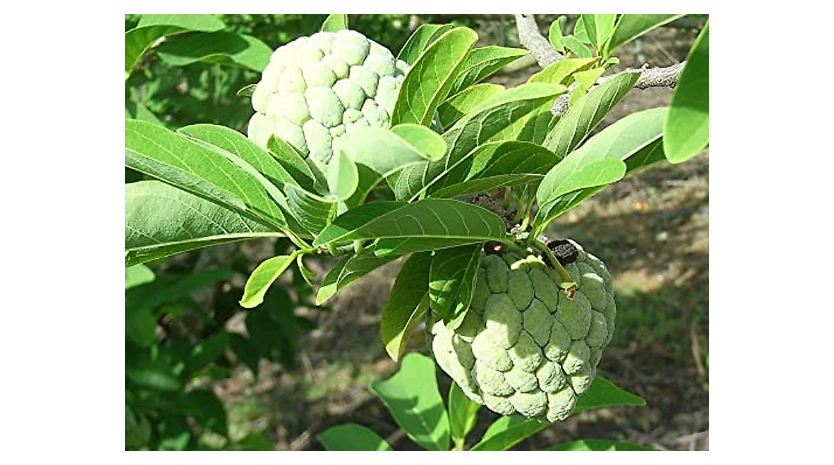 60 Pcs Sugar Apple Seeds for Planting Custard Apple, Annona squamosa ...