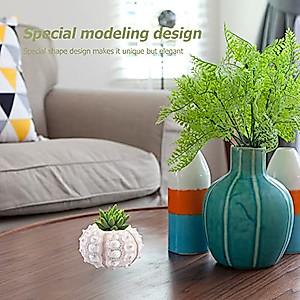 4Pcs Conch Shell Large Sea Urchin Plant Pot Sea Shells Air Plant Holder Bonsai Air Plant Planter Tillandsia Holde Display Container Beach Garden sea Urchin Shell Decoration air Plant Holder