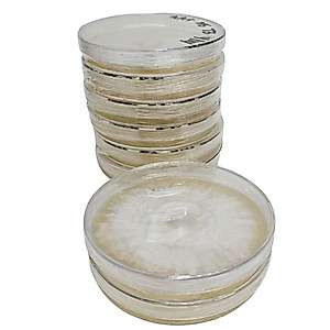 Malt Extract Agar Plates for Mycology, 10 Pack