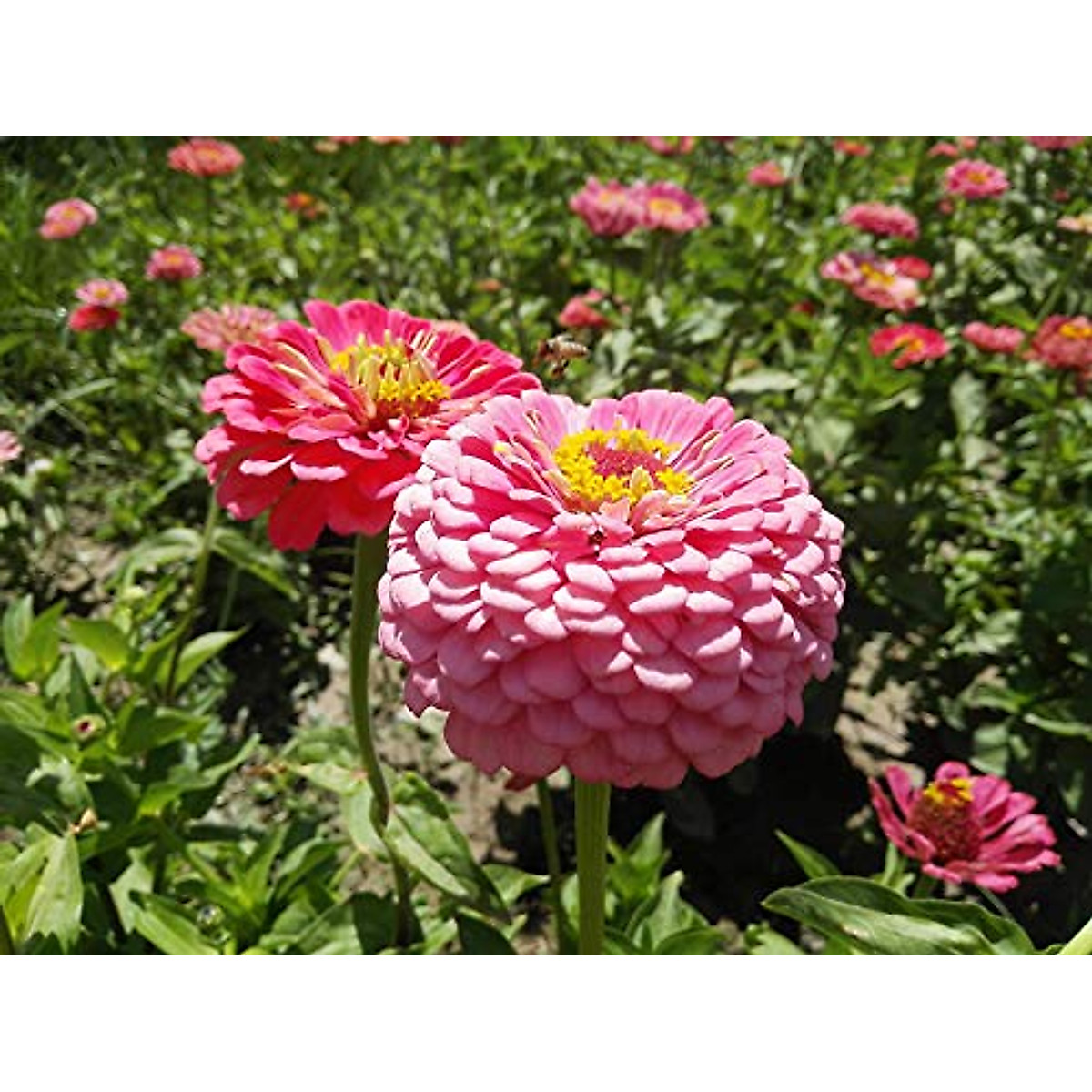 150+ Mixed Double Zinnia Seeds Flower Garden Big Bright Beautiful Variety Butterfly