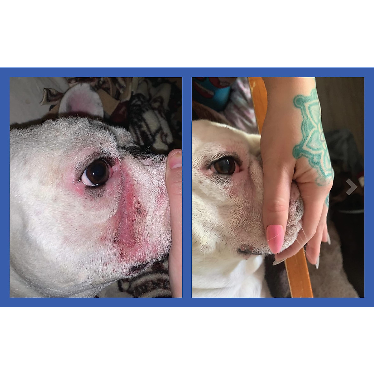 Squishface Wrinkle Paste - Bulldog, French Bulldog, Pug, English Bulldog – Cleans Wrinkles, Tear Stain, Tail Pockets, and Paws – Anti-Itch Tear Stain Remover & Bulldog Wrinkle Cream, 2 Oz.