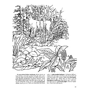 A Walk in the Woods (Dover Nature Coloring Book)
