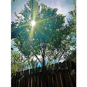 100 Hybrid Willow Tree Plant - Austree Cuttings Grow 12 Feet 1st Season - Create Instant Privacy Fence Hedge Fast Shade- Live Trees Fast Growing - Twigz Nursery