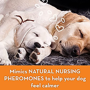 ThunderEase Dog Calming Pheromone Spray | Powered by ADAPTIL | Reduce Anxiety During Travel, Vet Visits and Boarding
