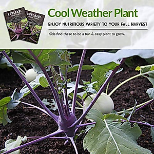 Survival Garden Seeds - Purple Vienna Kohlrabi Seed for Planting - Packet with Instructions to Plant and Grow Unique Cruciferous Vegetables in Your Home Vegetable Garden - Non-GMO Heirloom Variety