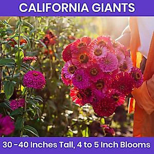 NatureZ Edge Zinnia Seeds for Planting Outdoors, Flower Seeds, Bulk Semillas De Flores para Sembrar, California Giants, 1 Oz