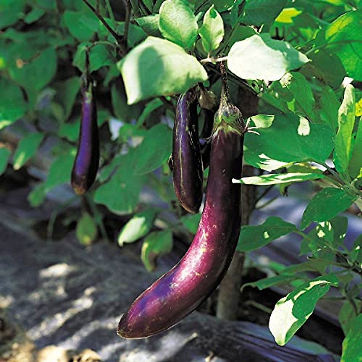 Gaea's Blessing Seeds - Eggplant Seeds - Long Purple Heirloom Non-GMO Seeds with Easy to Follow Planting Instructions - 91% Germination Rate Net Wt. 1.0g