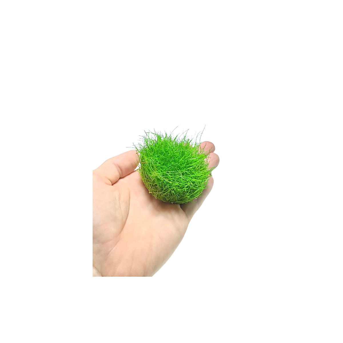 Marcus Fish Tanks - Dwarf Hairgrass Live Aquarium Plant Tissue Culture Freshwater Aquatic Plants