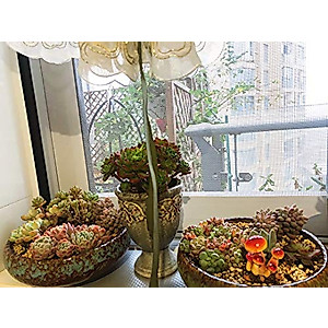 MUAMAX 2 Packs Fairy Garden Mushroom Small Figurines Miniature Garden Mushrooms Fairy Garden Mushrooms Small Little Tiny Mushroom Ornaments Micro Mushroom Figurines Plants Bonsai Craft Decor