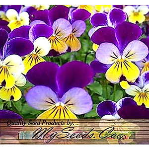MySeeds.Co Big Pack - Johnny Jump Up Flower Seeds (20,000 Seeds) - Viola cornuta 'Helen Mount' - Edible Flower Seeds (Big Pack - Johnny Jump Up)