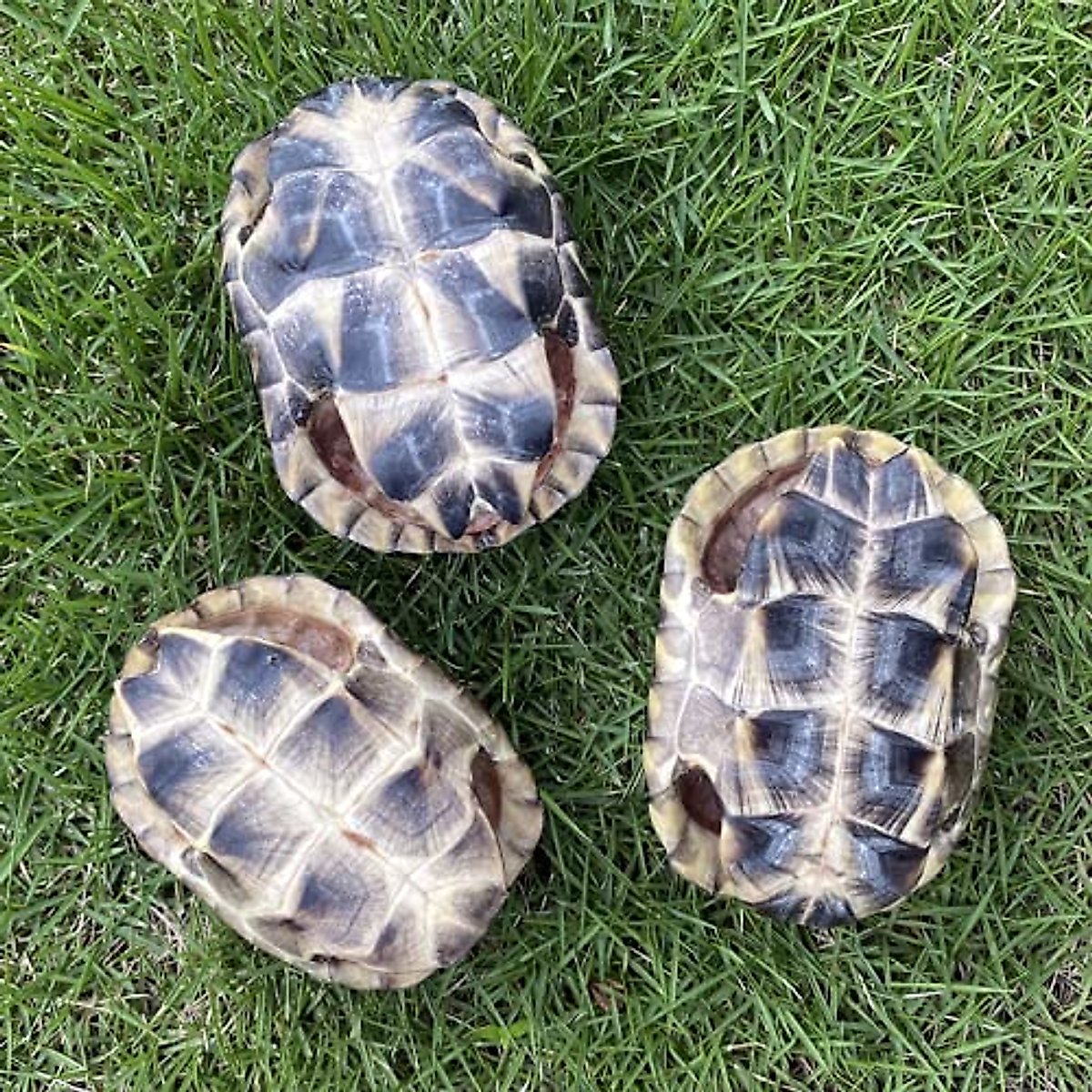 Unique Turtle Shell True Specimen Turtle Shell（ Reeves' Turtle） Taxidermy (1)