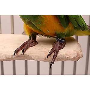Hardwood Platform NU Perch for Small to Medium Parrots