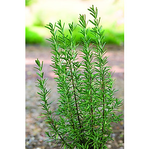 Burpee Windowsill Herb Collection Seeds 5 packets of seed.