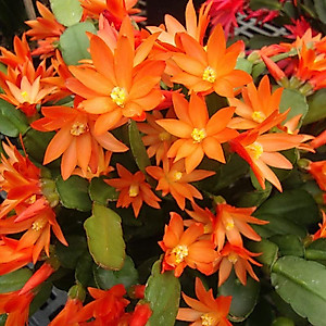 Live Orange Easter Cactus 4 to 6 Inc Tall Rooted Plant Spring Cactus Planting Ornaments Perennial Garden Simple to Grow Pot Gifts