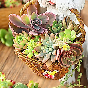 10 Assorted Live Succulent Cuttings, Rare Varieties Plant Clipping, Great for Terrariums, Mini Gardens, DIY Projects, Starter Plants, Wedding Decor Gift, No 2 Succulents Alike, Easy to Grow