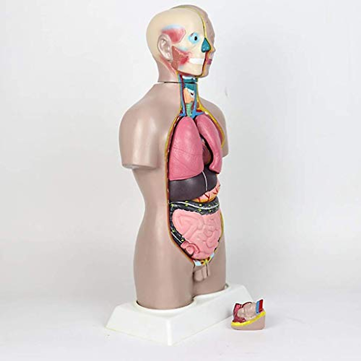 KINOFU Teaching Model, Assembly Human Torso Anatomy Model Human Internal Organs Anatomical Decoration Teaching Aids,42Cm Educational Materials for School,Education Anatomy Biology Teaching Aids