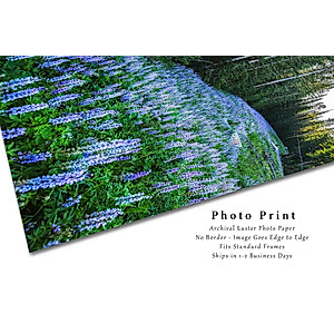 Rocky Mountain Photography Print (Not Framed) Vertical Picture of Purple Lupine in Pine Tree Forest in Montana Wildflower Wall Art Nature Decor (5" x 7")