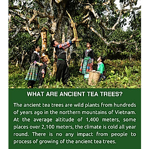 VIXI Green Tea Bags, 100 Counts, Vietnam's Mountain Tea, Antioxidant, Caffeinated, Tagless, Plastic Free, Balanced Flavored, 100% Natural for Hot, Iced and Cold Brew