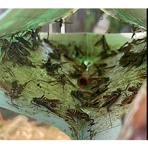 VivaTrap VT-105 Peach Tree Borer + Clearwing Moth Trap & Lure (2 Pack, 8 Week)