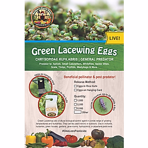 Green Lacewing Eggs - 10,000 Live Eggs Packed in Rice Hulls