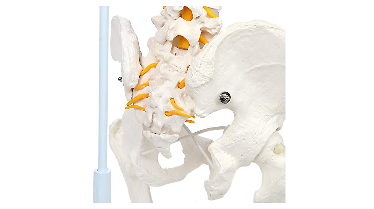 Axis Scientific Full Size Ultra Flexible Spine Model with Removable ...