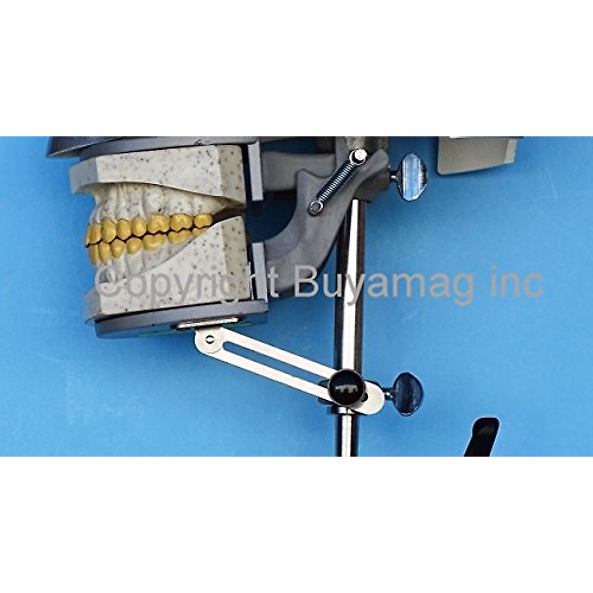 Dental X-Ray Simulator Manikin Training Model