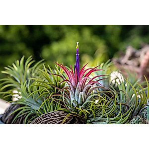 Live Tillandsia Ionantha Fuego 2" - 3" Air Plant Fast Growing, Easy Care, Low Maintenance, Indoor or Outdoor by Awesome Industries (1 Pack Fuego XL)