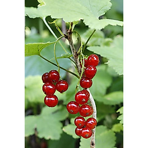 Bobby Courtyard 100 Pcs Red Lake Currant Seeds Currant Ribes Fruit Shrub Seeds - Fruit Tree Plant Seeds for Planting Home Garden