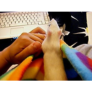 Critter Cuddler Small Animal Carrier and Bonding Pouch Anti-Anxiety Interactive Play Exercise Ring Therapeutic for Pet & Handler Small Dog Cat Hedgehog Puppy Travel Sling - Made in USA (Black)